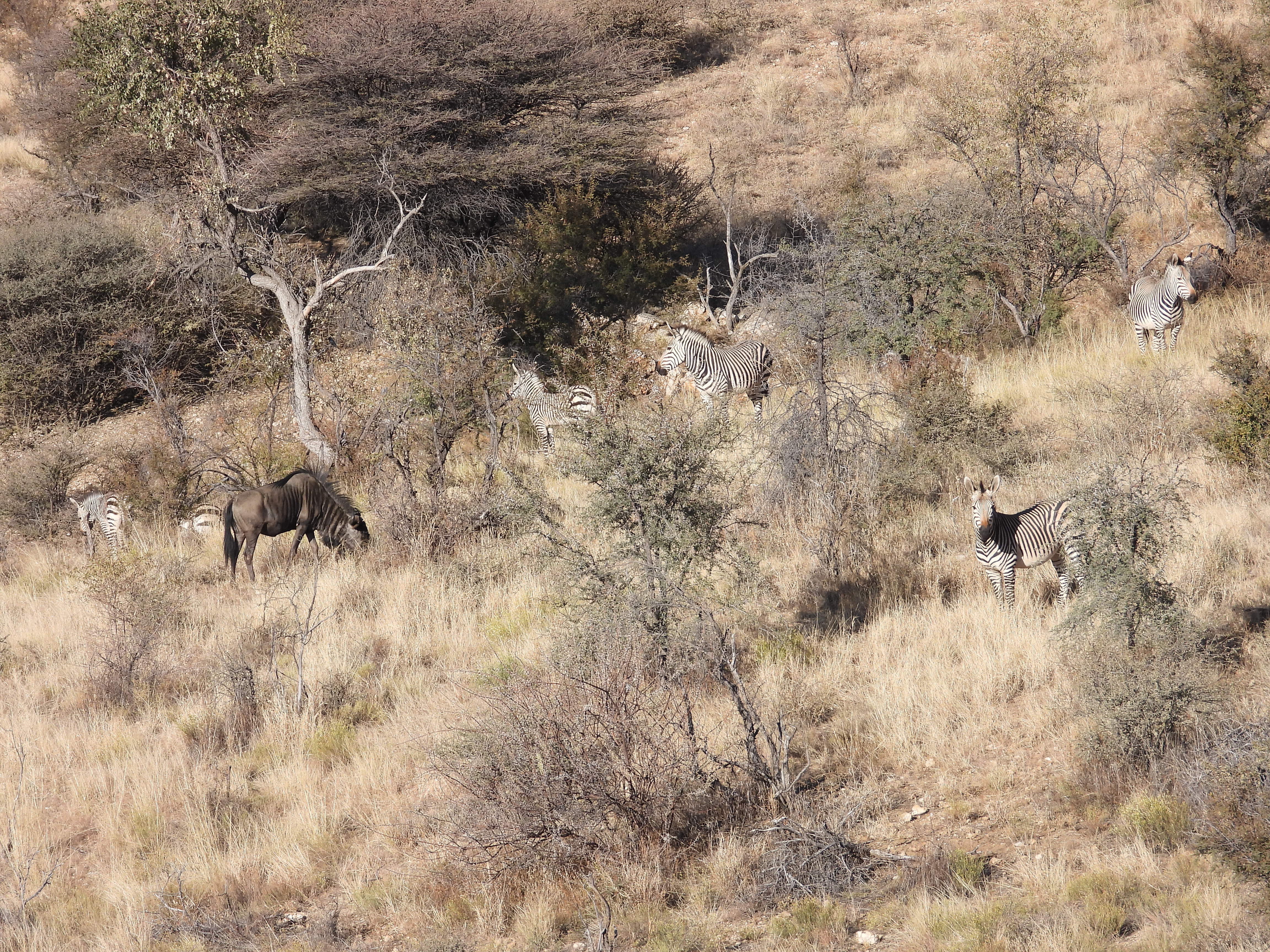 Namibia Trip: Daan Viljoen Nature Reserve and Avis Dam – Peace Country ...