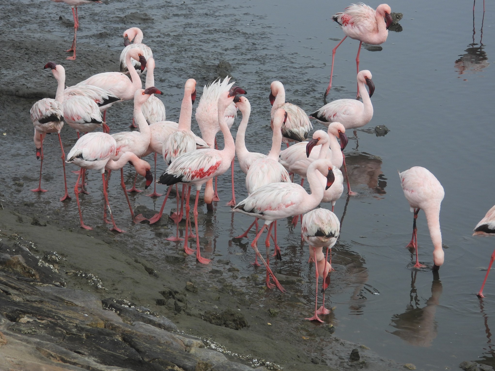 Namibia: Walvis Bay Flamingos – Peace Country Naturalist