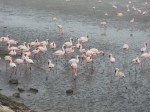 Namibia: Walvis Bay Flamingos – Peace Country Naturalist