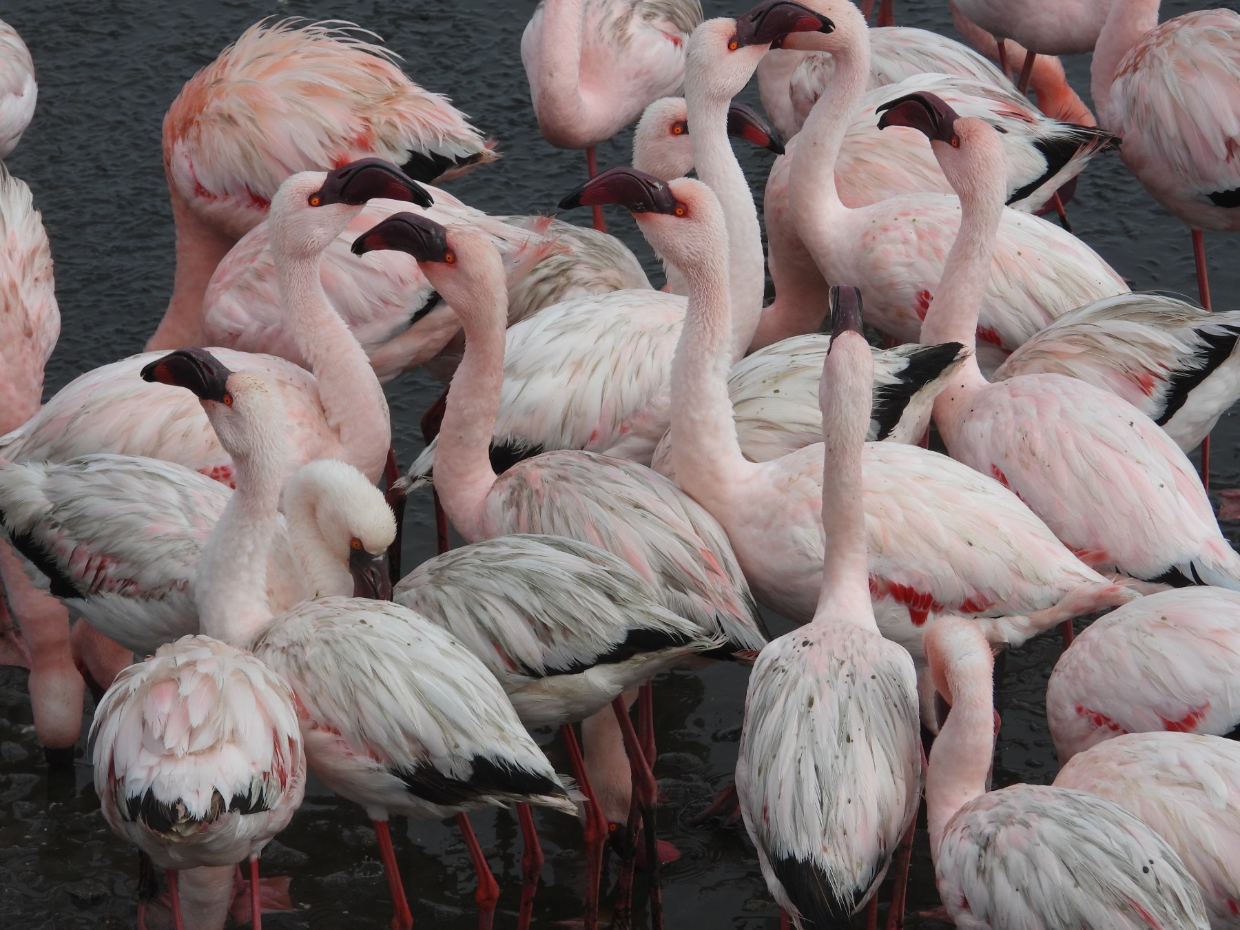 Namibia: Walvis Bay Flamingos – Peace Country Naturalist