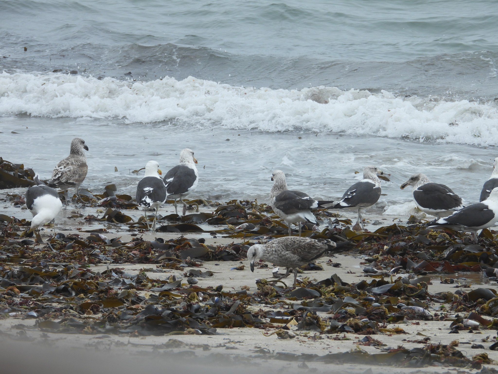 Namibia: Walvis Bay Flamingos – Peace Country Naturalist