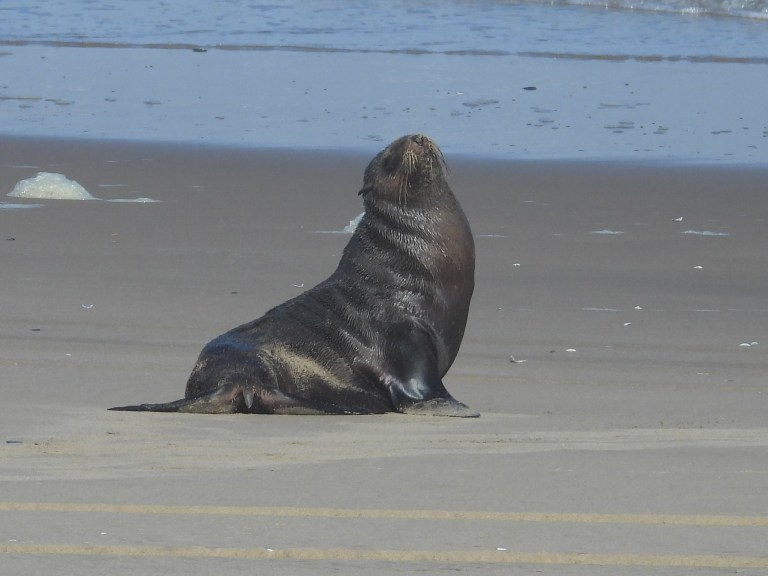 Namibia: Walvis Bay Flamingos – Peace Country Naturalist