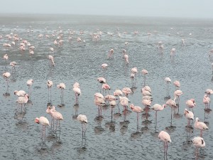Namibia: Walvis Bay Flamingos – Peace Country Naturalist
